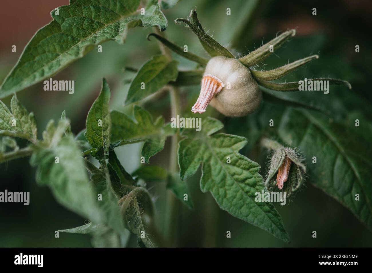 Small tomato growing on a plant in a garden in summer Stock Photo - Alamy