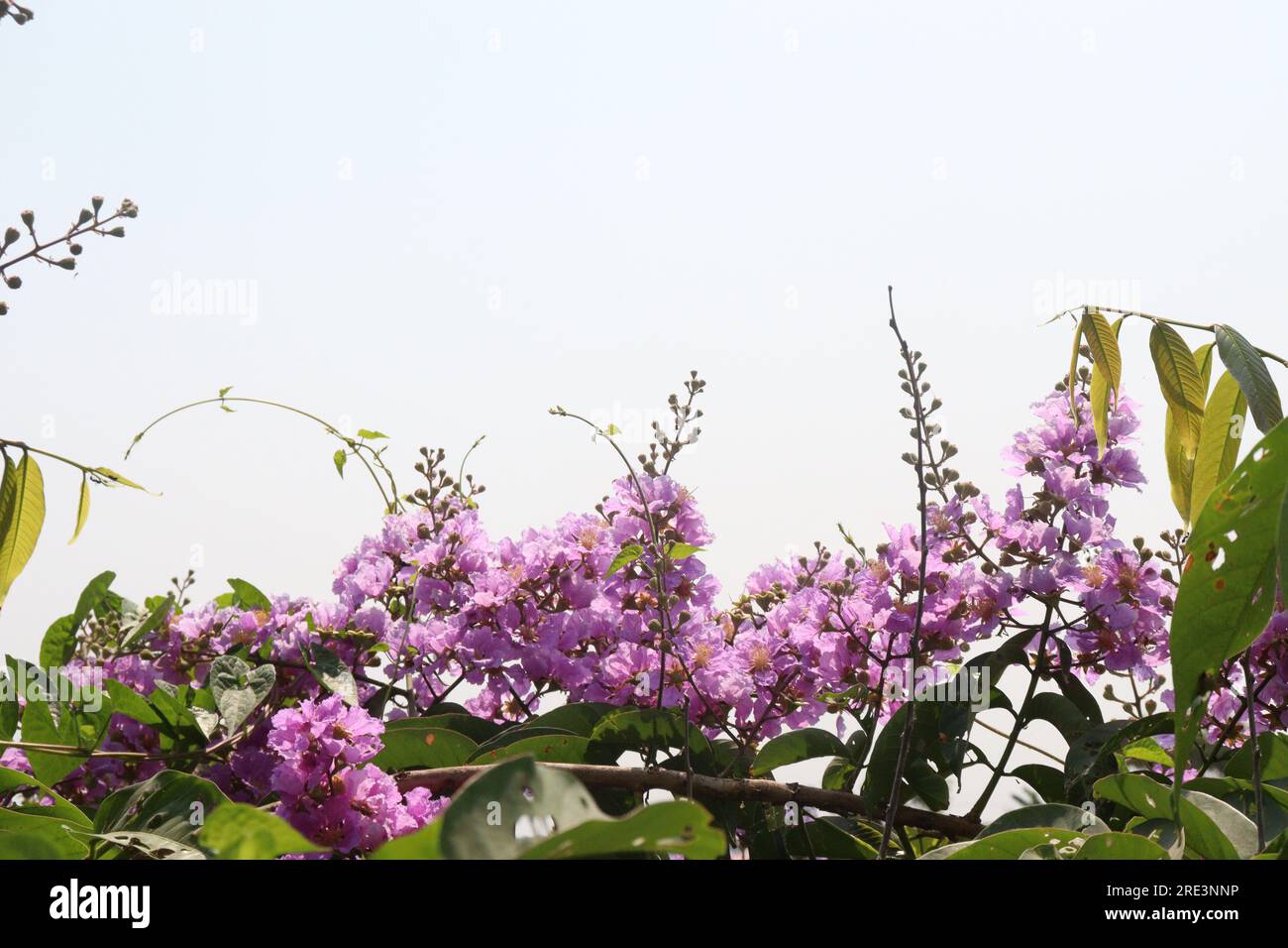 Lagerstroemia lagerstroemia speciosa lythraceae tree hi-res stock ...