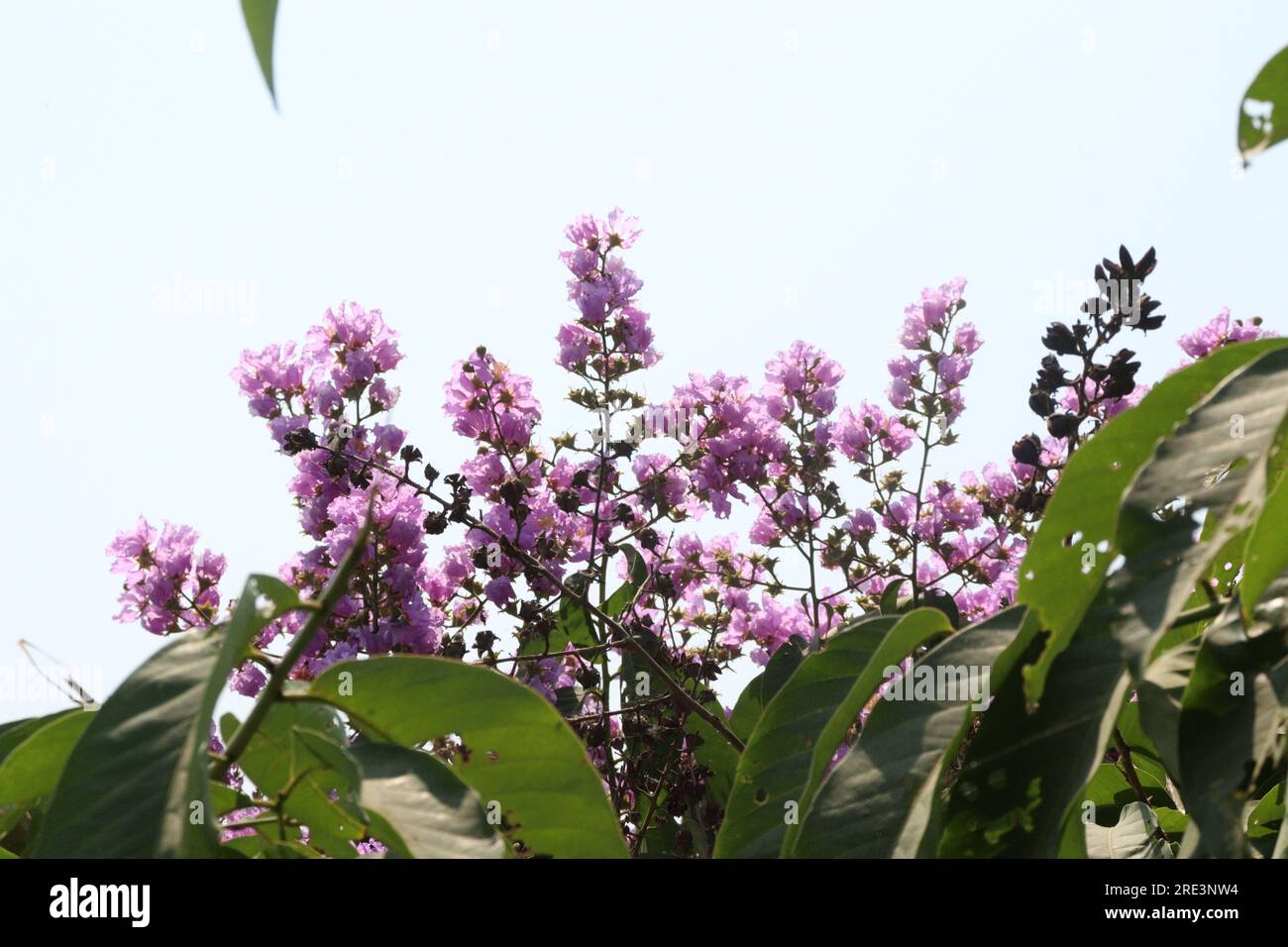 Lagerstroemia lagerstroemia speciosa lythraceae tree hi-res stock ...