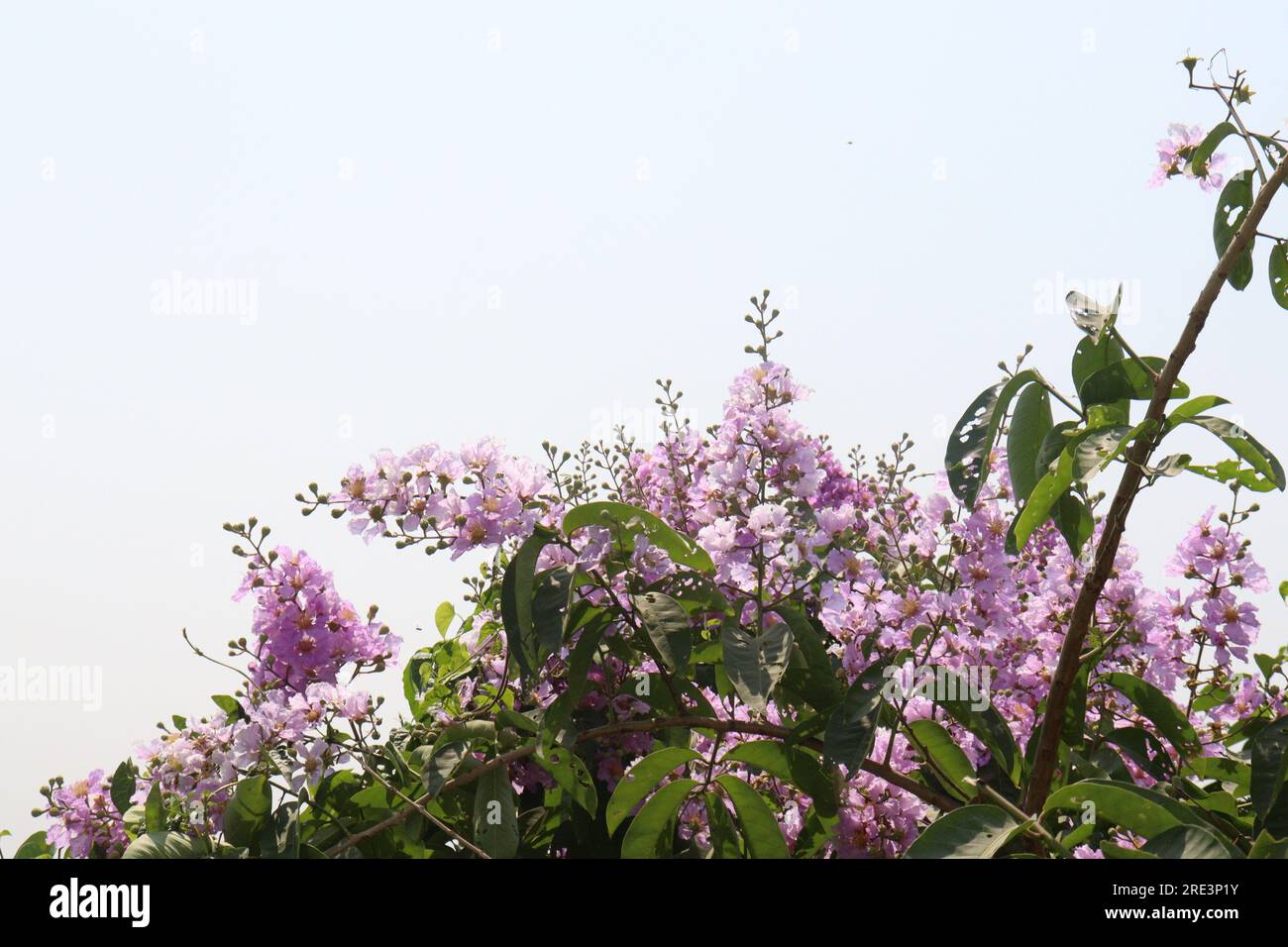 Lagerstroemia lagerstroemia speciosa lythraceae tree hi-res stock ...