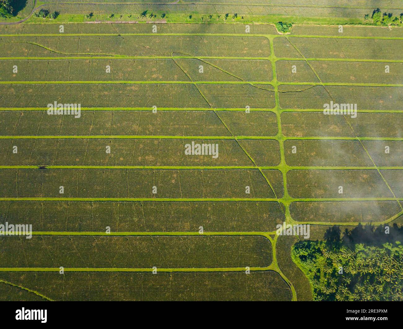 Top down view of Greenland of agricultural fields under the floating ...