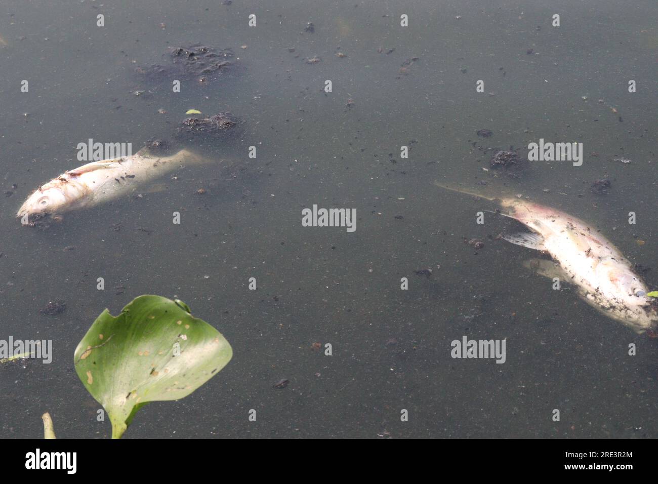 Dead fish due to water pollution hi-res stock photography and images ...