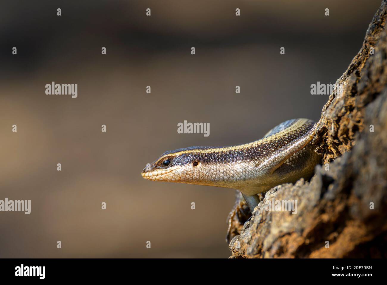 African striped skink (Trachylepis striata) portrait, Kruger national ...