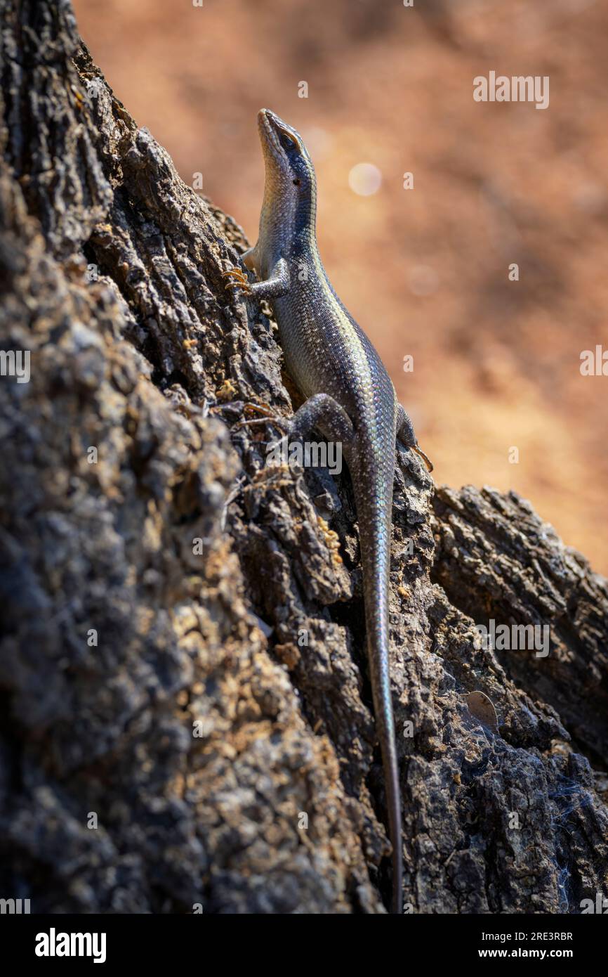 African striped skink (Trachylepis striata) sitting on a tree bark ...