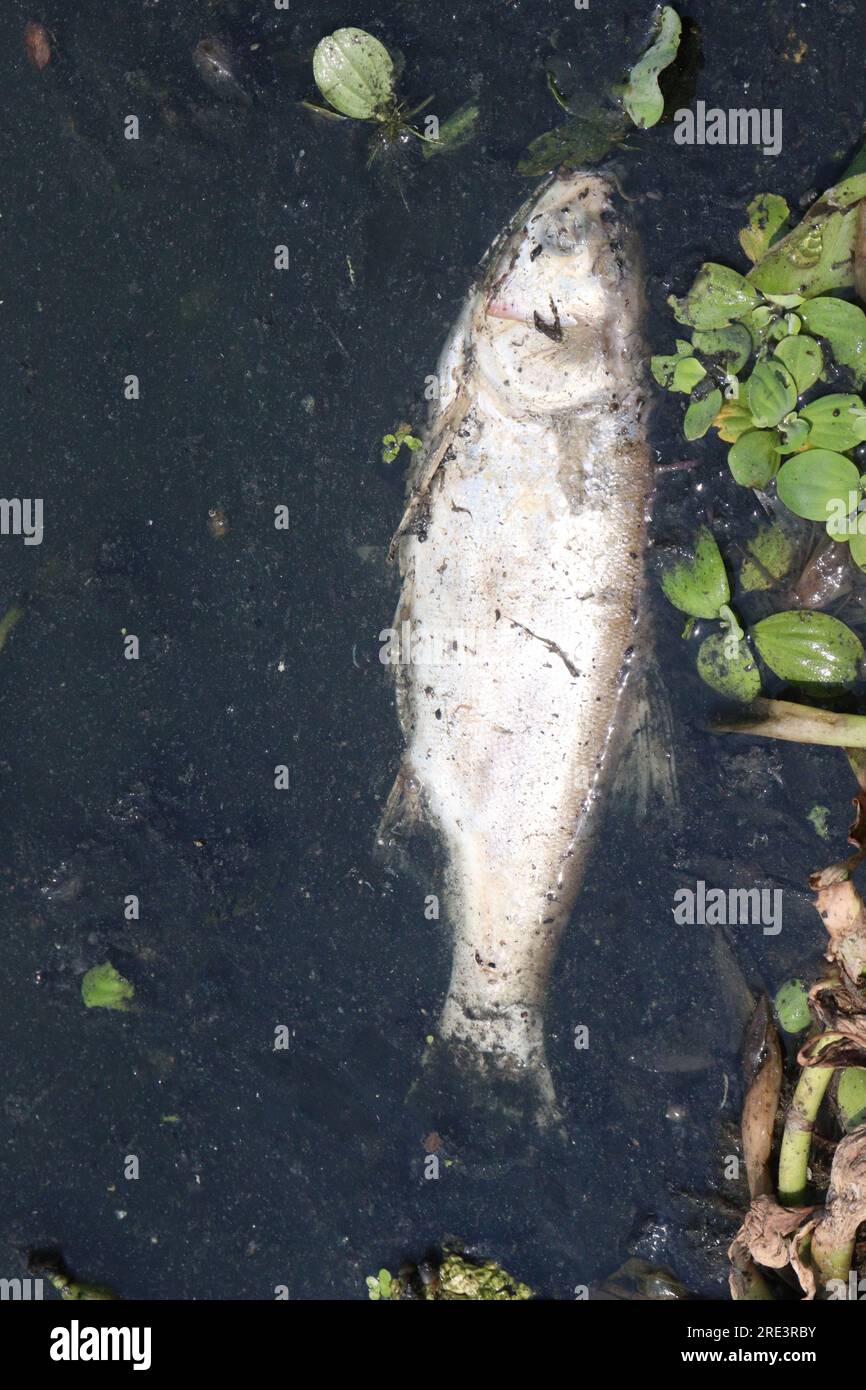 Dead fish due to water pollution hi-res stock photography and images ...