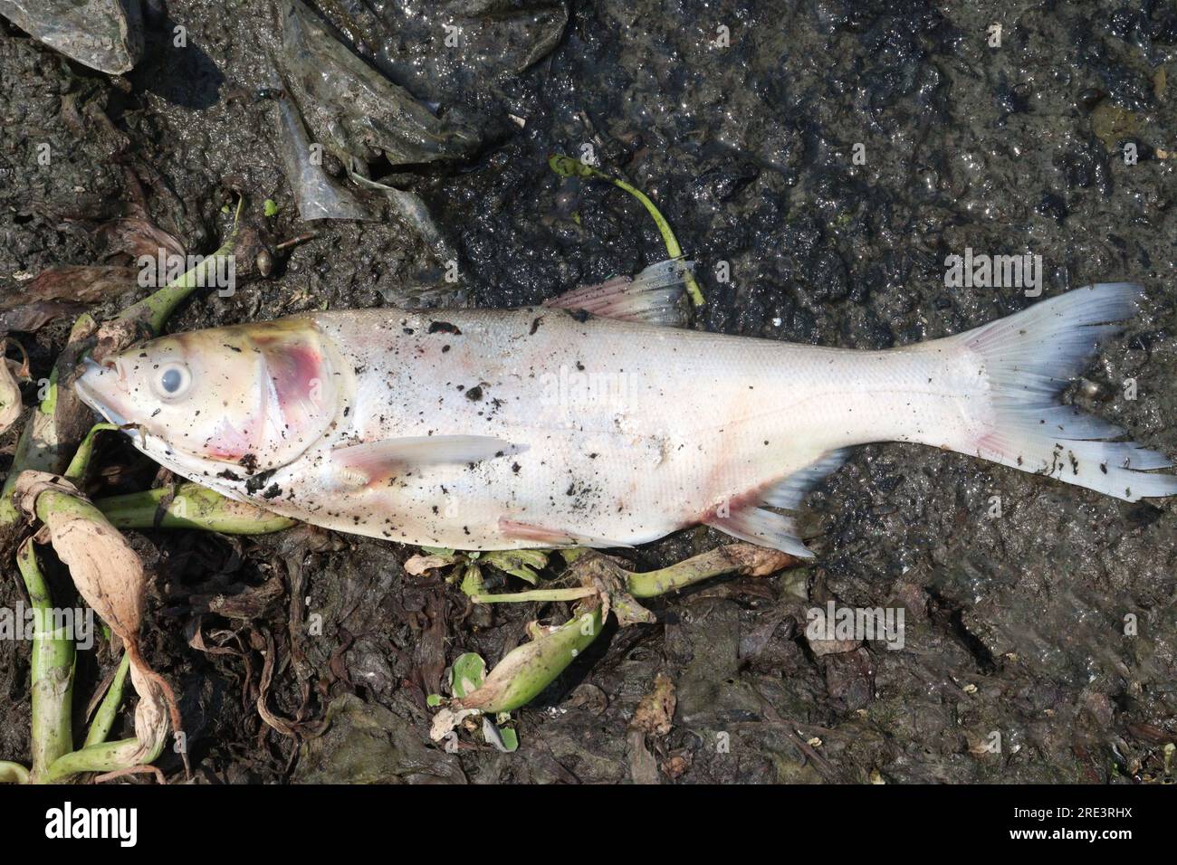 Dead fish due to water pollution hi-res stock photography and images ...