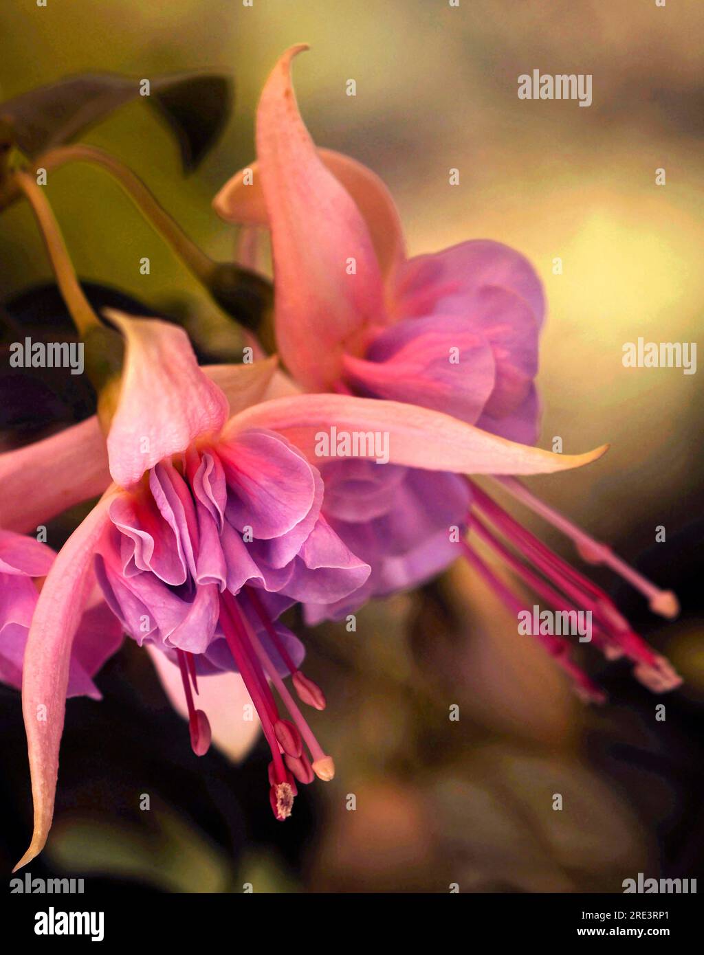Pale pink fuchsias hi-res stock photography and images - Alamy