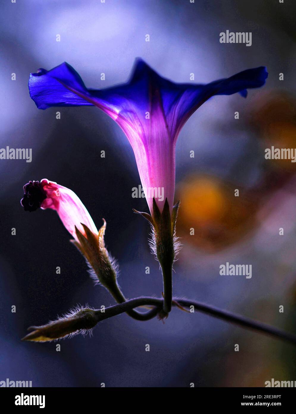 Purple pink Morning Glory flowers beautiful romantic macro image ...