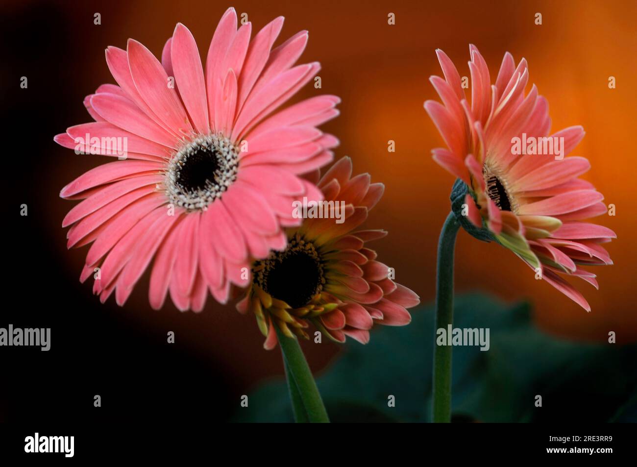 Peach pink daisy flowers beautiful pretty romantic macro image - Pink ...