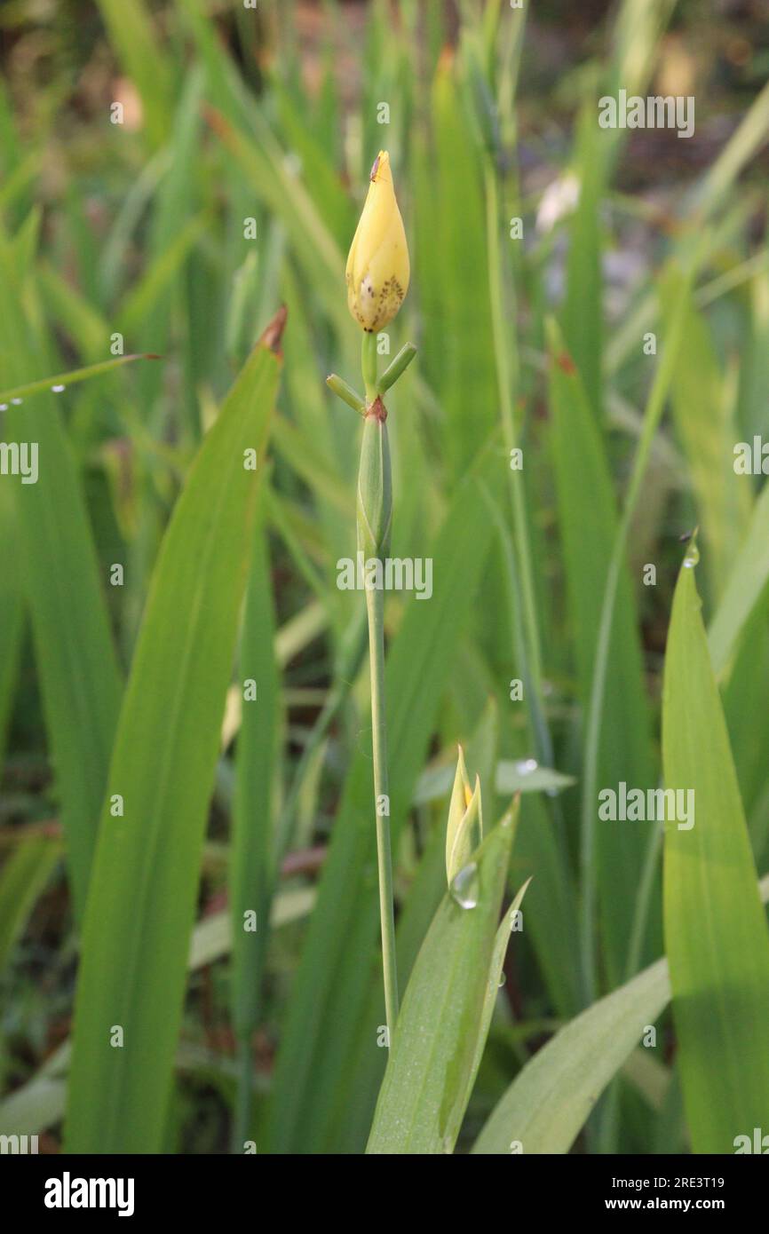 Yellow tall bearded iris hi-res stock photography and images - Alamy