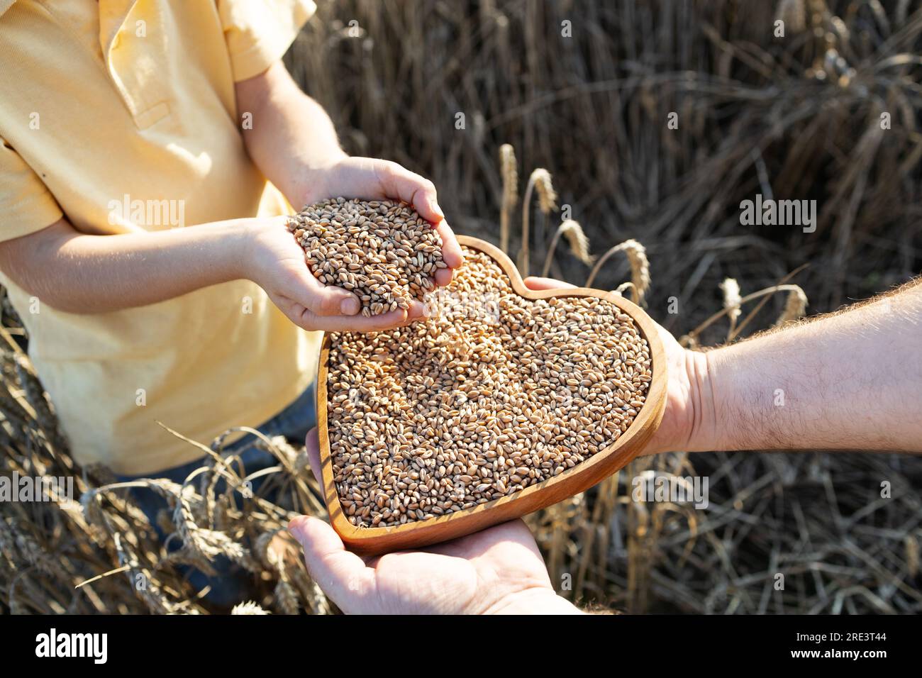ripe wheat seeds in children's hands and wooden heart full of grains on ...