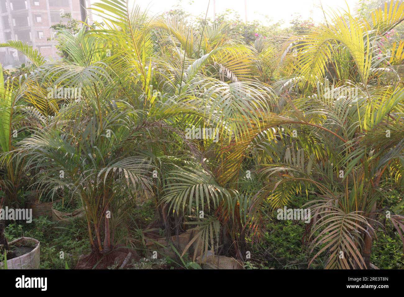 Areca Palm plant on garden for nice environment and nature Stock Photo ...