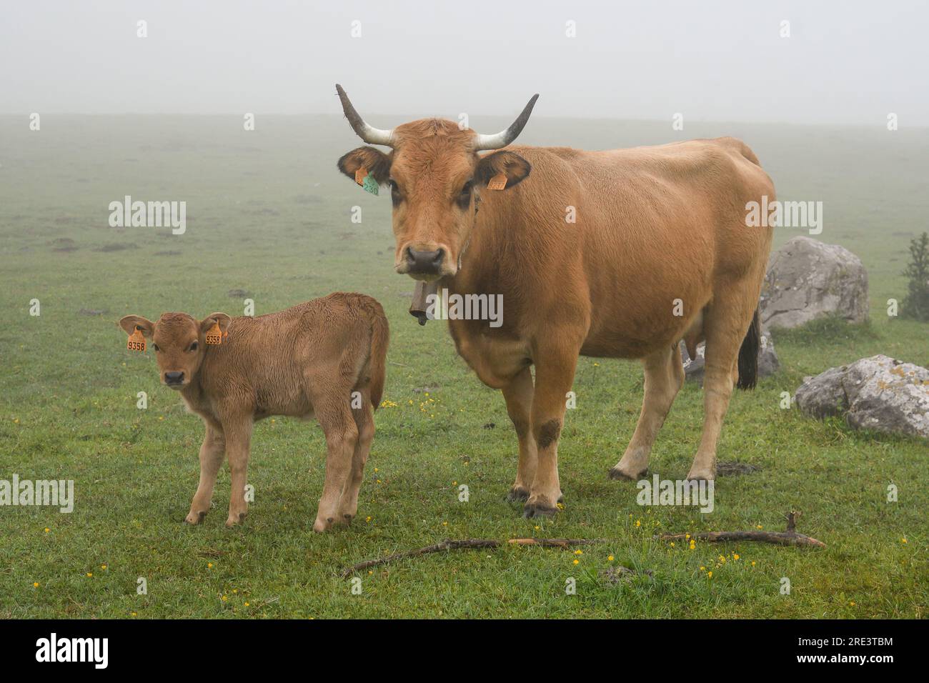 Cow with calf in the mist next to the lakes of Covadonga Stock Photo ...