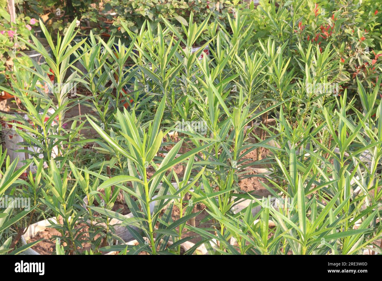 Nerium indicum flower plant on farm for harvest are cash crops Stock ...