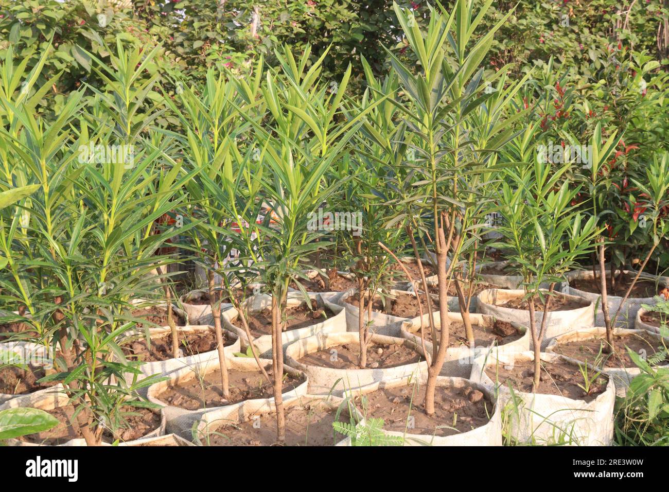 Nerium indicum flower plant on farm for harvest are cash crops Stock ...