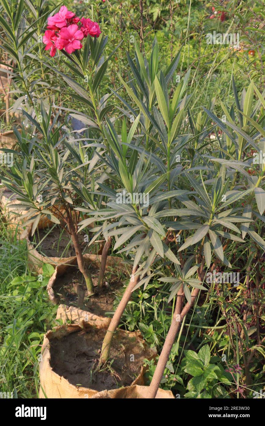 Nerium indicum flower plant on farm for harvest are cash crops Stock ...