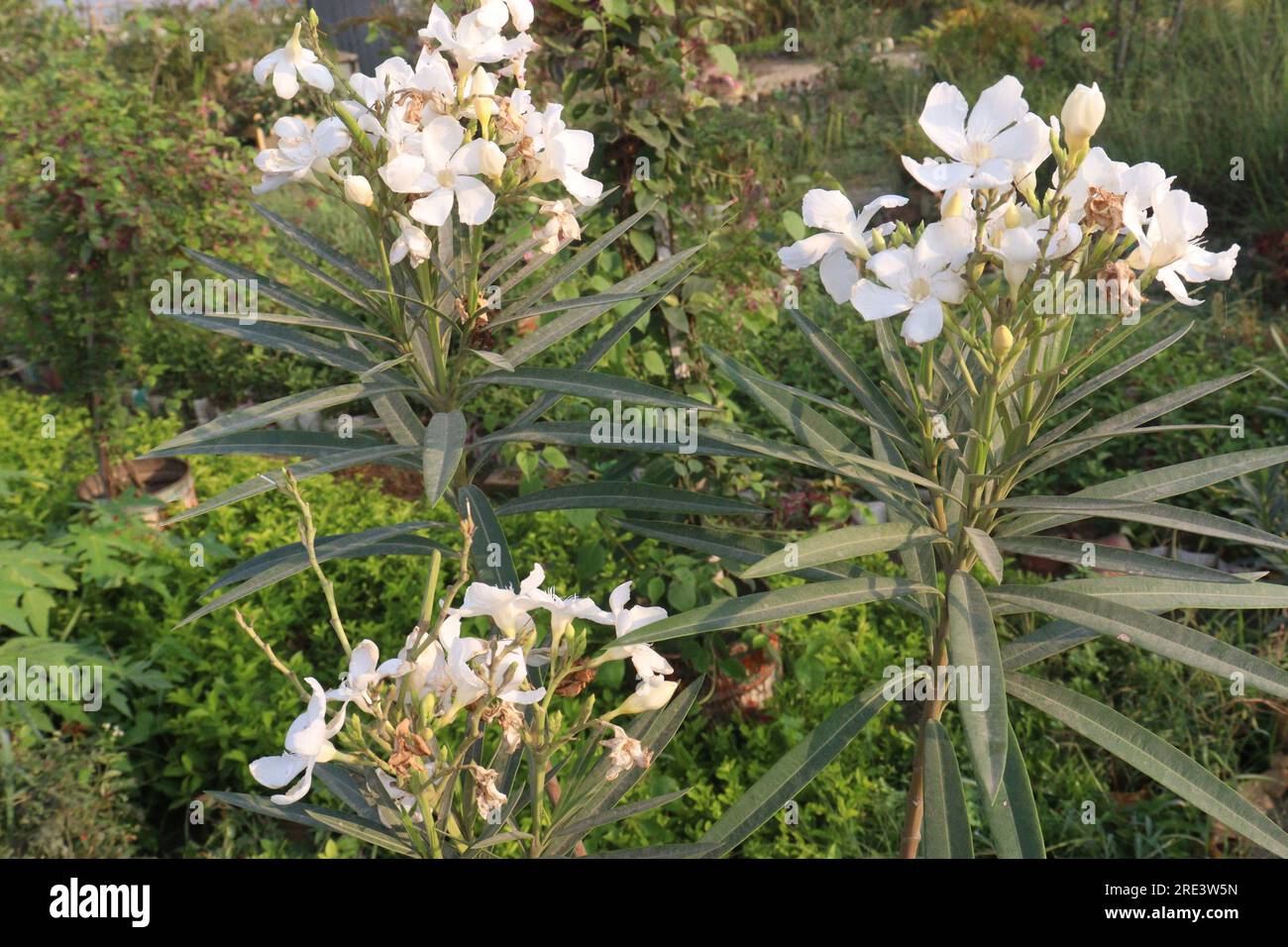 Nerium indicum flower plant on farm for harvest are cash crops Stock ...