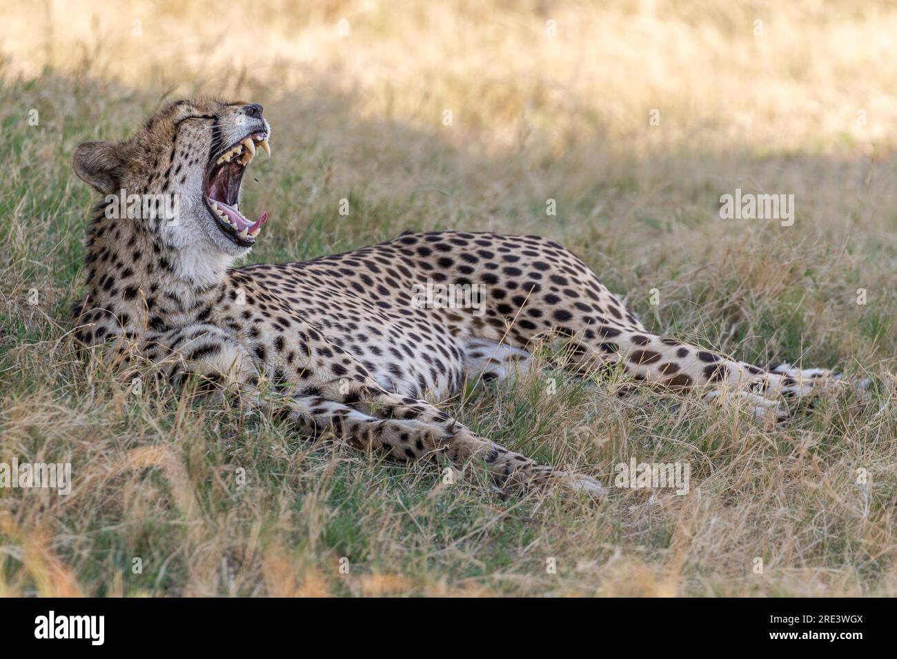 Cheetahs may be the world's fastest land animal when they get into ...