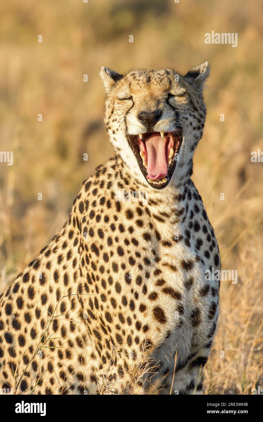 Cheetah namiri plains hi-res stock photography and images - Alamy