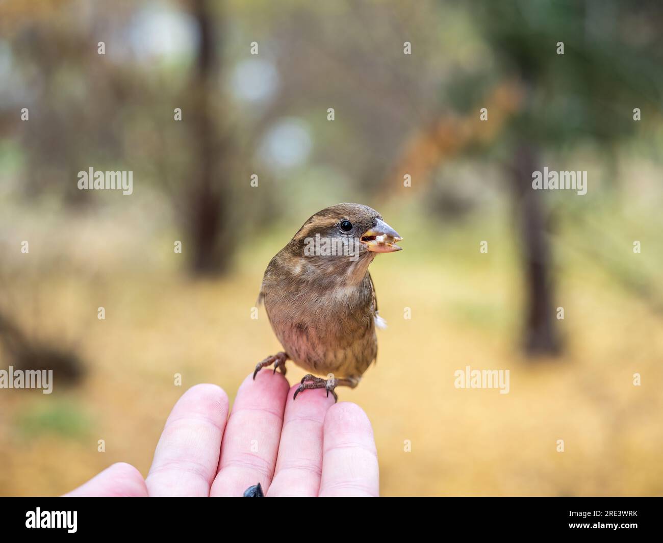 Sparrow eats seeds from a man's hand. A Sparrow bird sitting on the ...