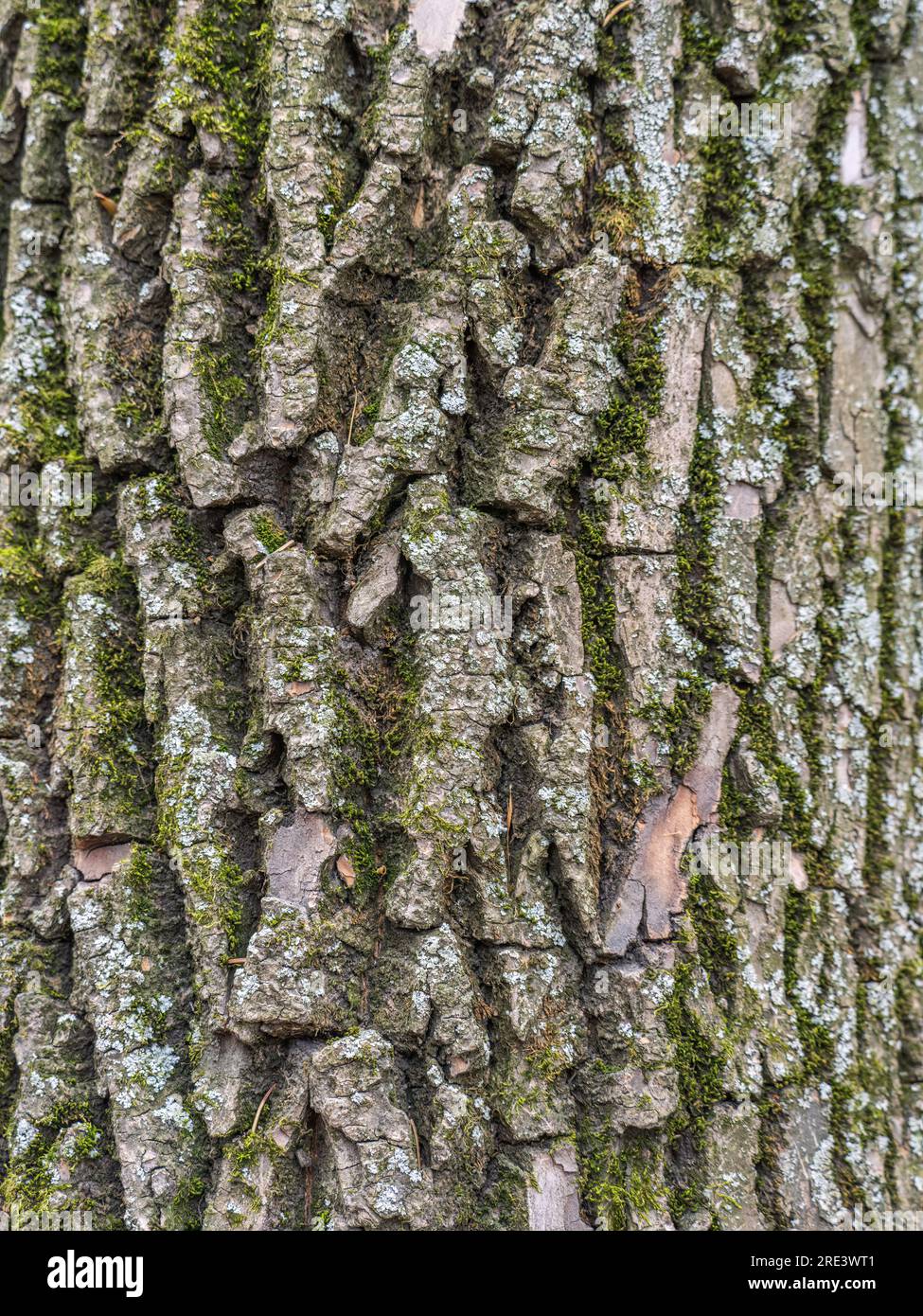 The texture of the bark of an old willow. Detailed bark texture ...