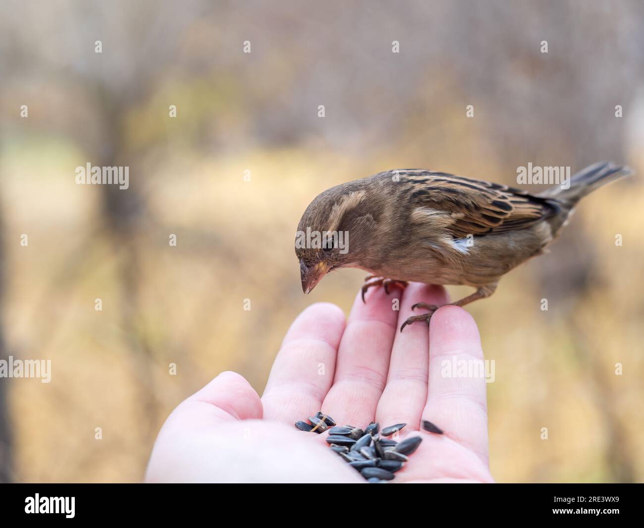 Sparrow eats seeds from a man's hand. A Sparrow bird sitting on the ...