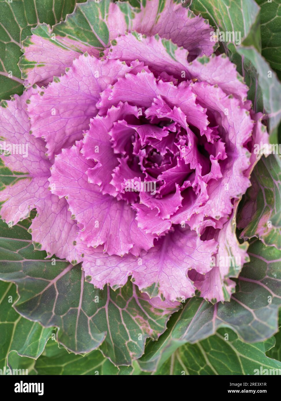 Close up of endless field with green leaves and purple veins of red ...