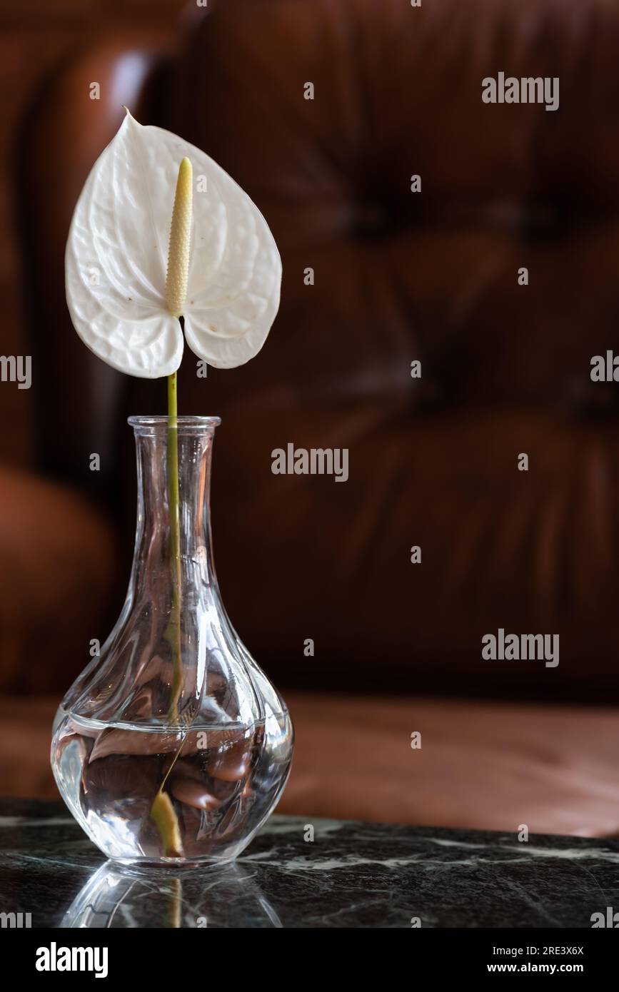Anthurium flower in a glass vase on the table in the living room Stock ...