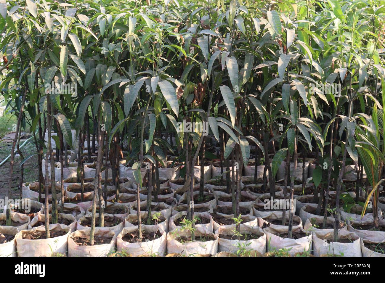 mango tree plant on farm for harvest are cash crops Stock Photo - Alamy