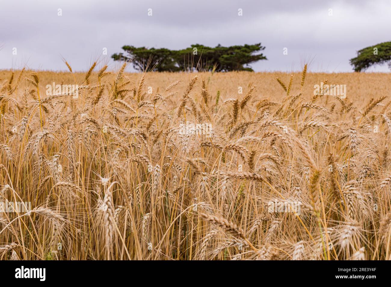 Maasai Mara National Reserve is an area of preserved savannah ...
