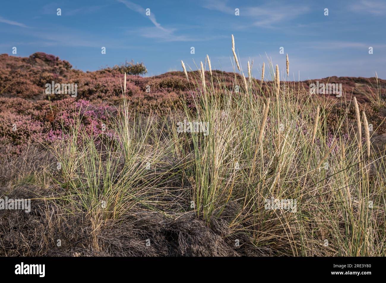 geography / travel, Germany, Schleswig-Holstein, Braderup, Braderup ...