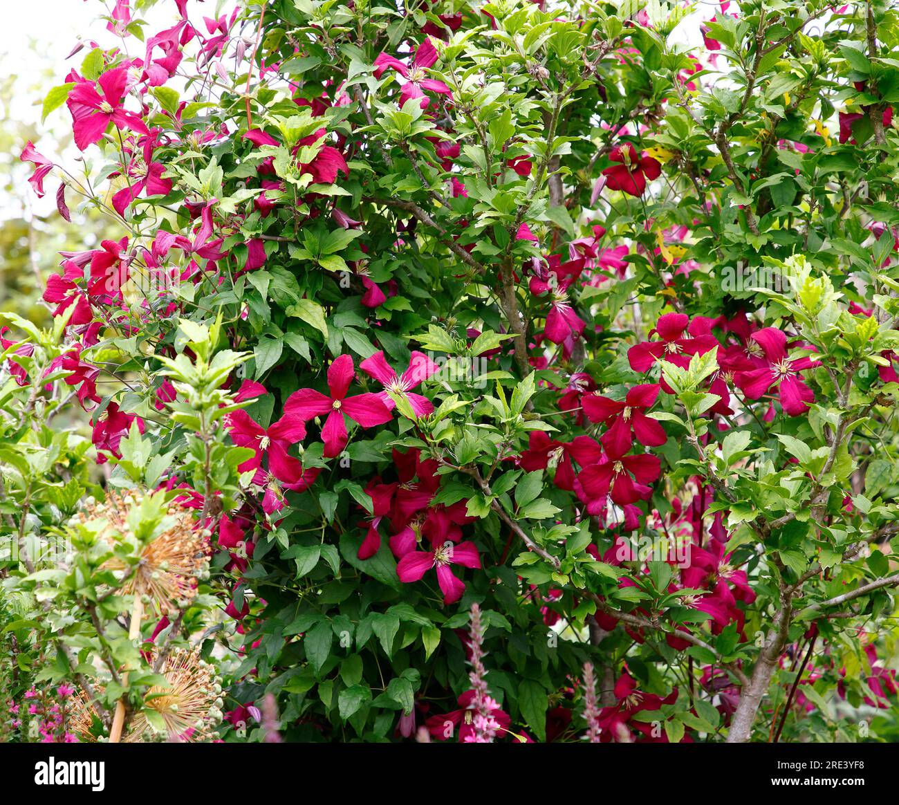 Closeup of the red flowering climbing garden plant Clematis Tekla Stock ...