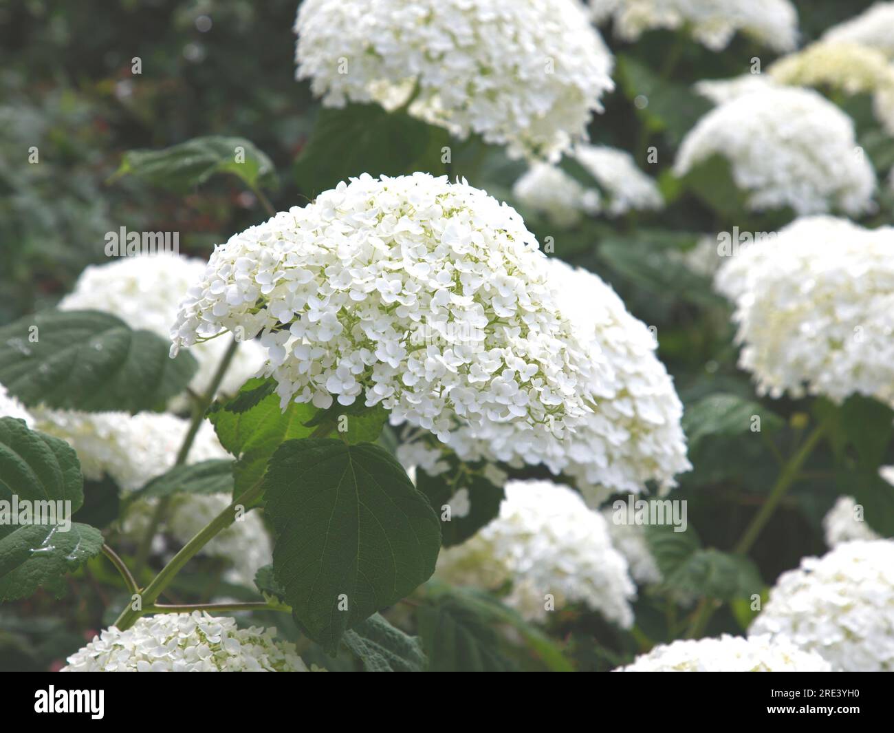 Closeup of the white flowerheads of the summer flowering garden shrub ...