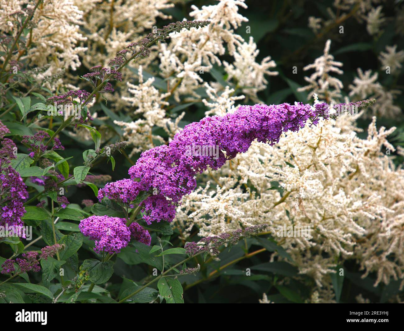 Closeup of the French named perennial flowering garden shrub buddleja ...
