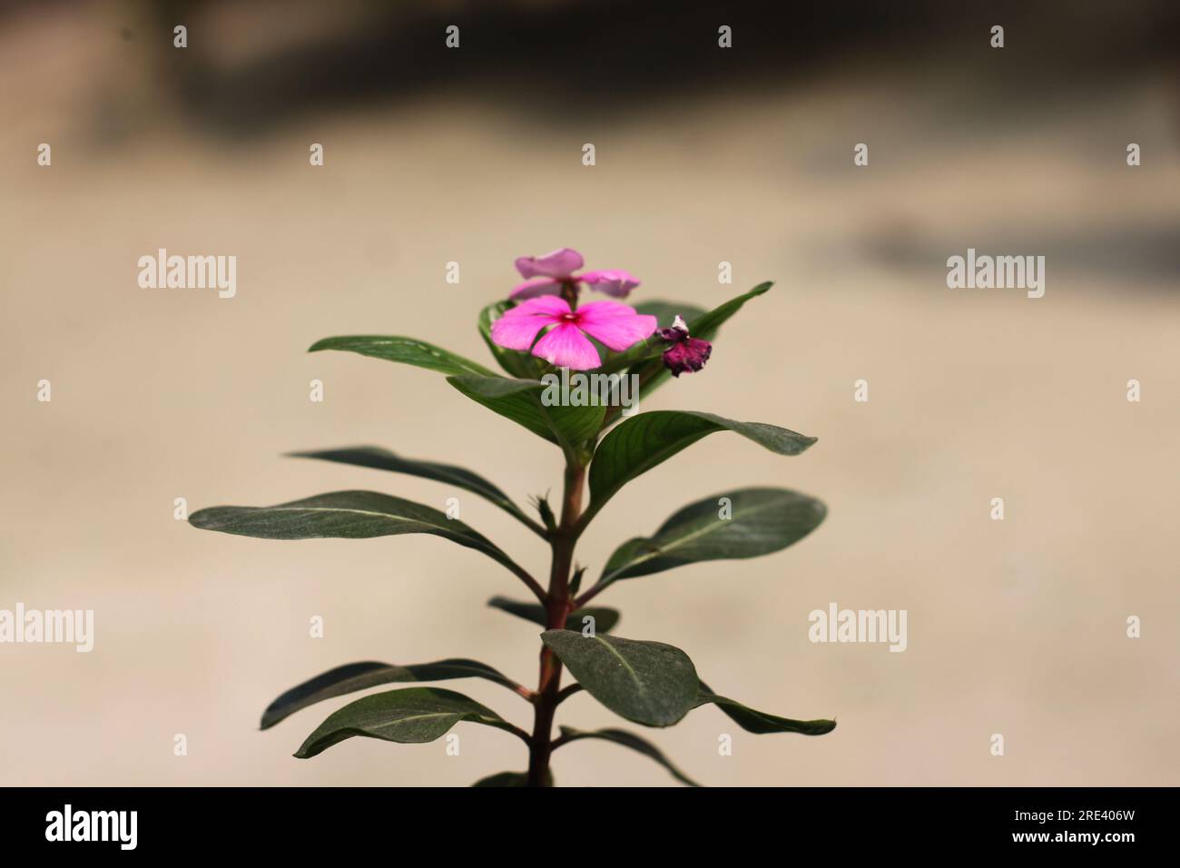 Catharanthus roseus, commonly known as bright eyes, Cape periwinkle ...