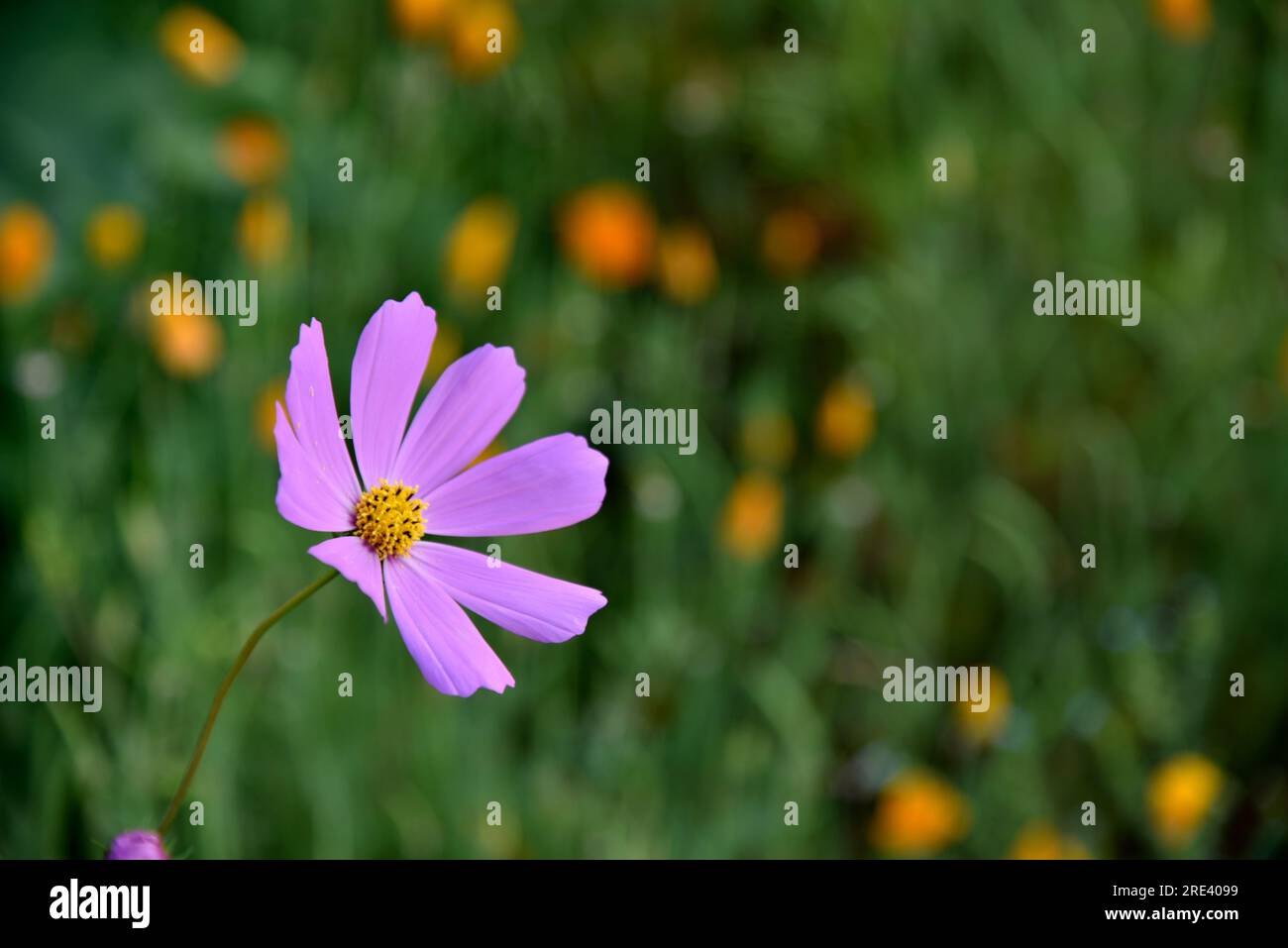 Purple cosmea flower in the summer garden. Nature background. Flower ...