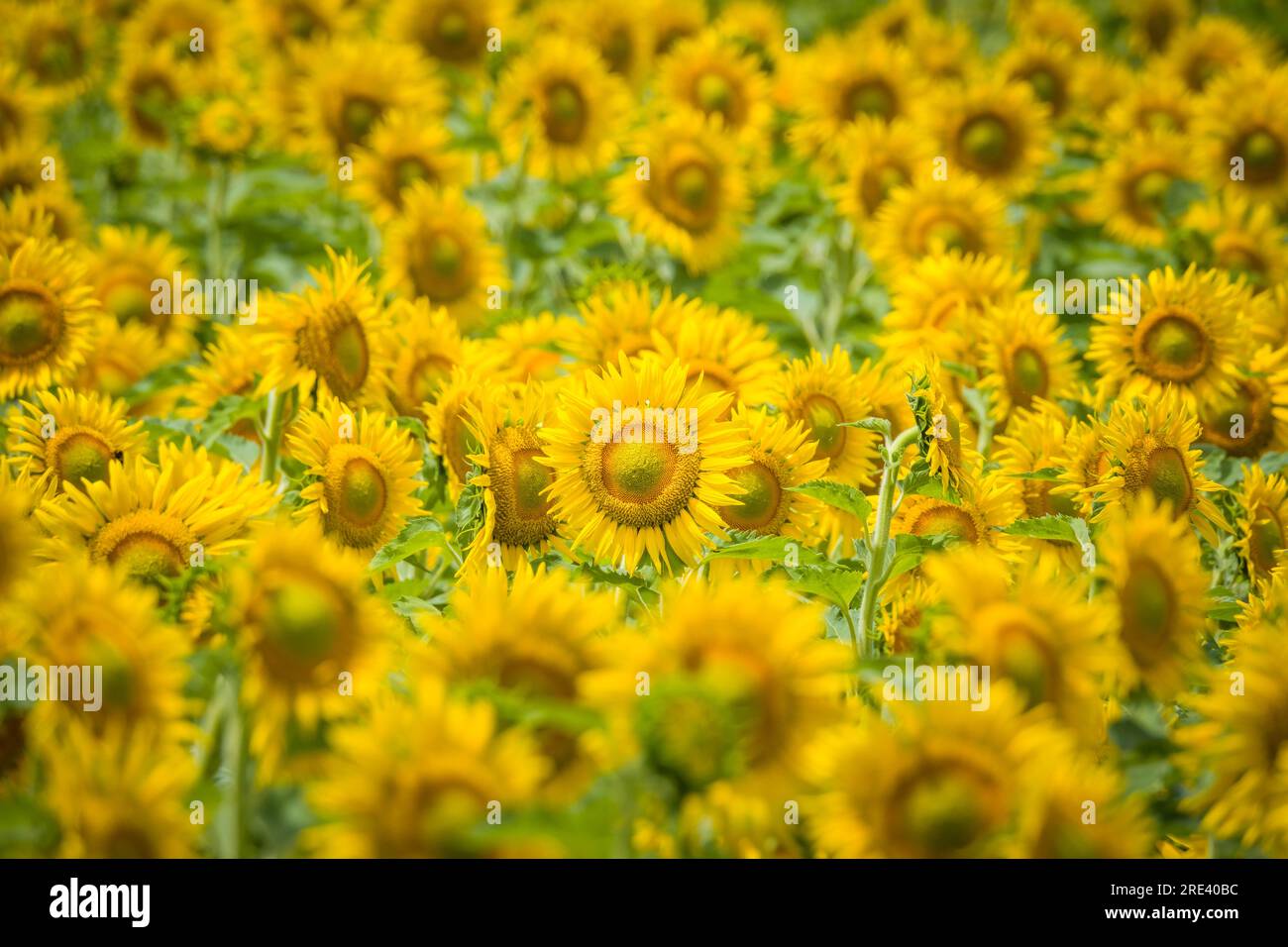 A lone sunflower stands out in a field of yellow sunflowers growing in ...