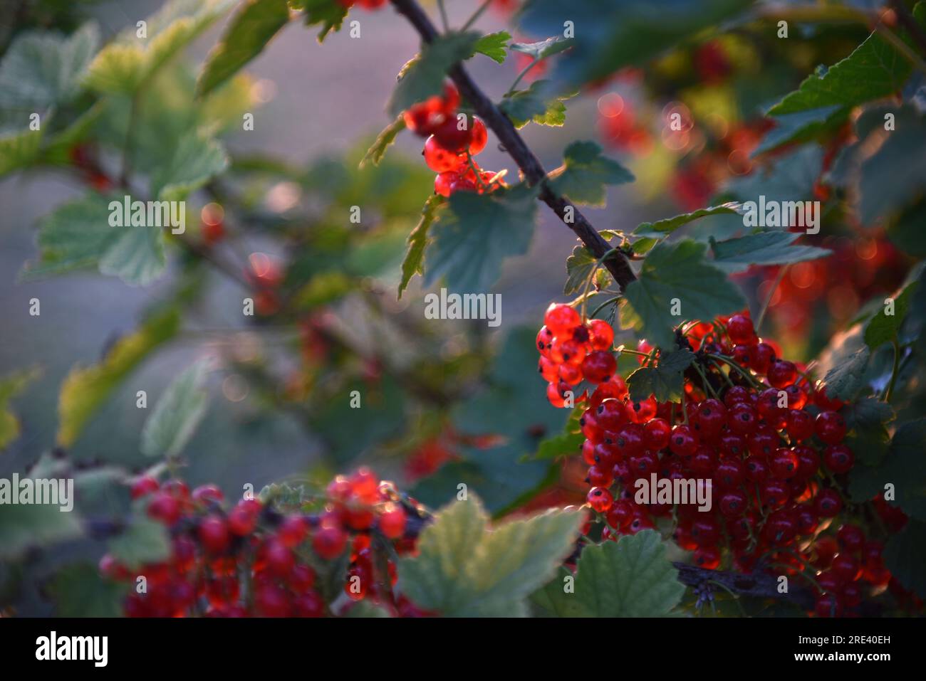 Red currant berries on a bush in the evening in the garden. Growing ...