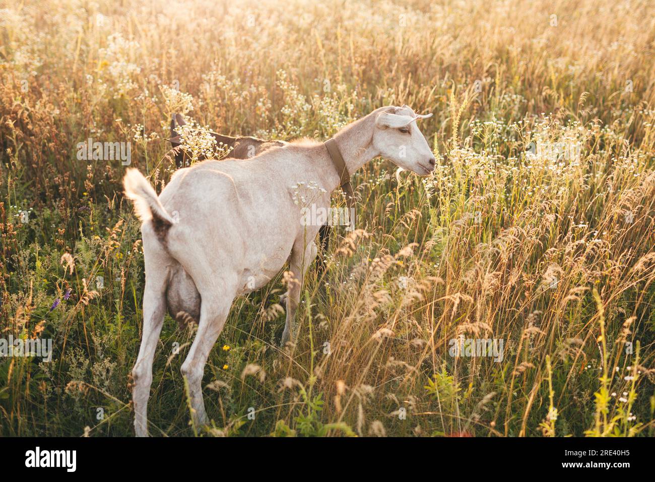 The goat stands on the field, sunset. Young little goat on a fresh ...