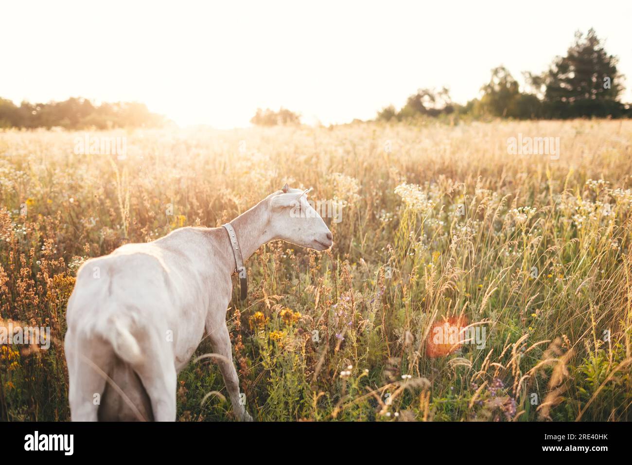 The goat stands on the field, sunset. Young little goat on a fresh ...