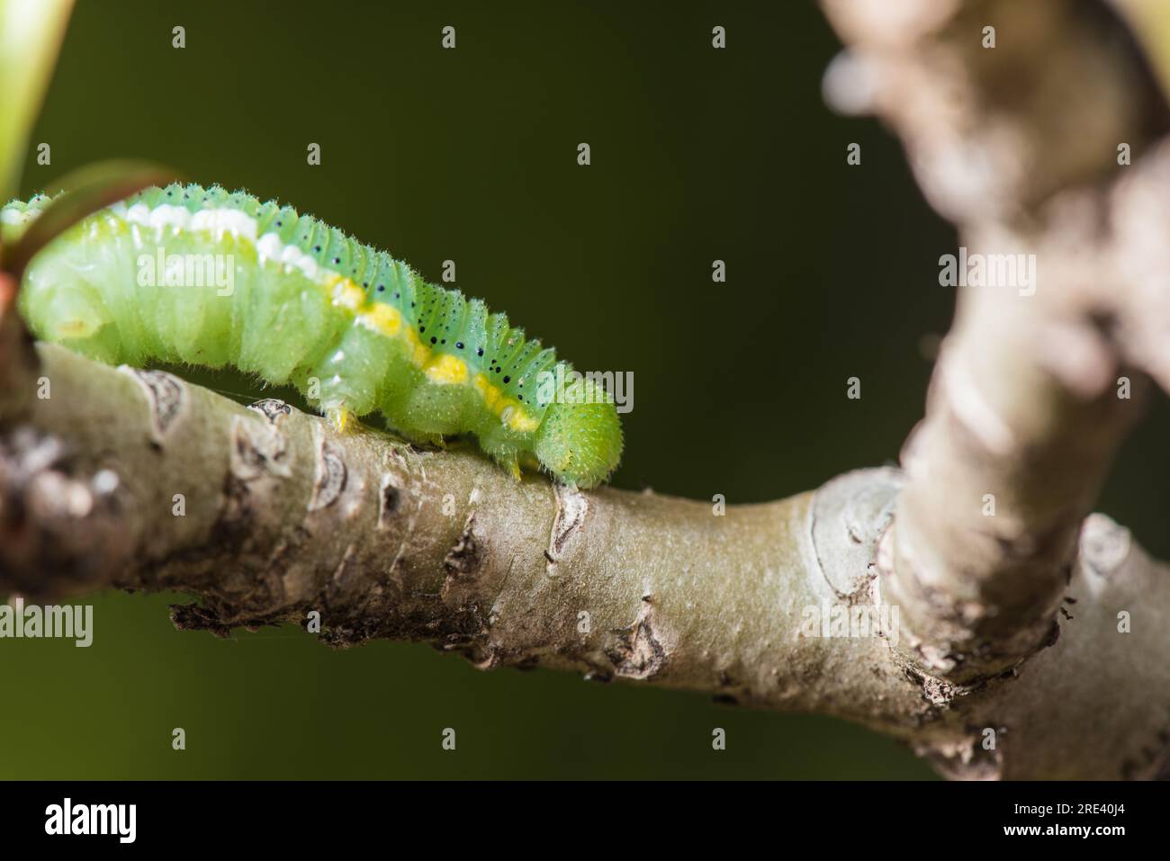 Caterpillar walking on a branch Stock Photo - Alamy