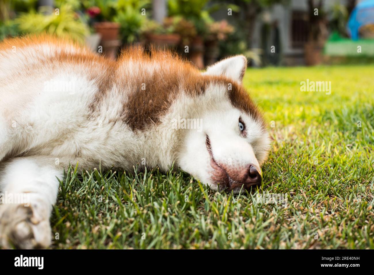 Dog lay down hi-res stock photography and images - Alamy
