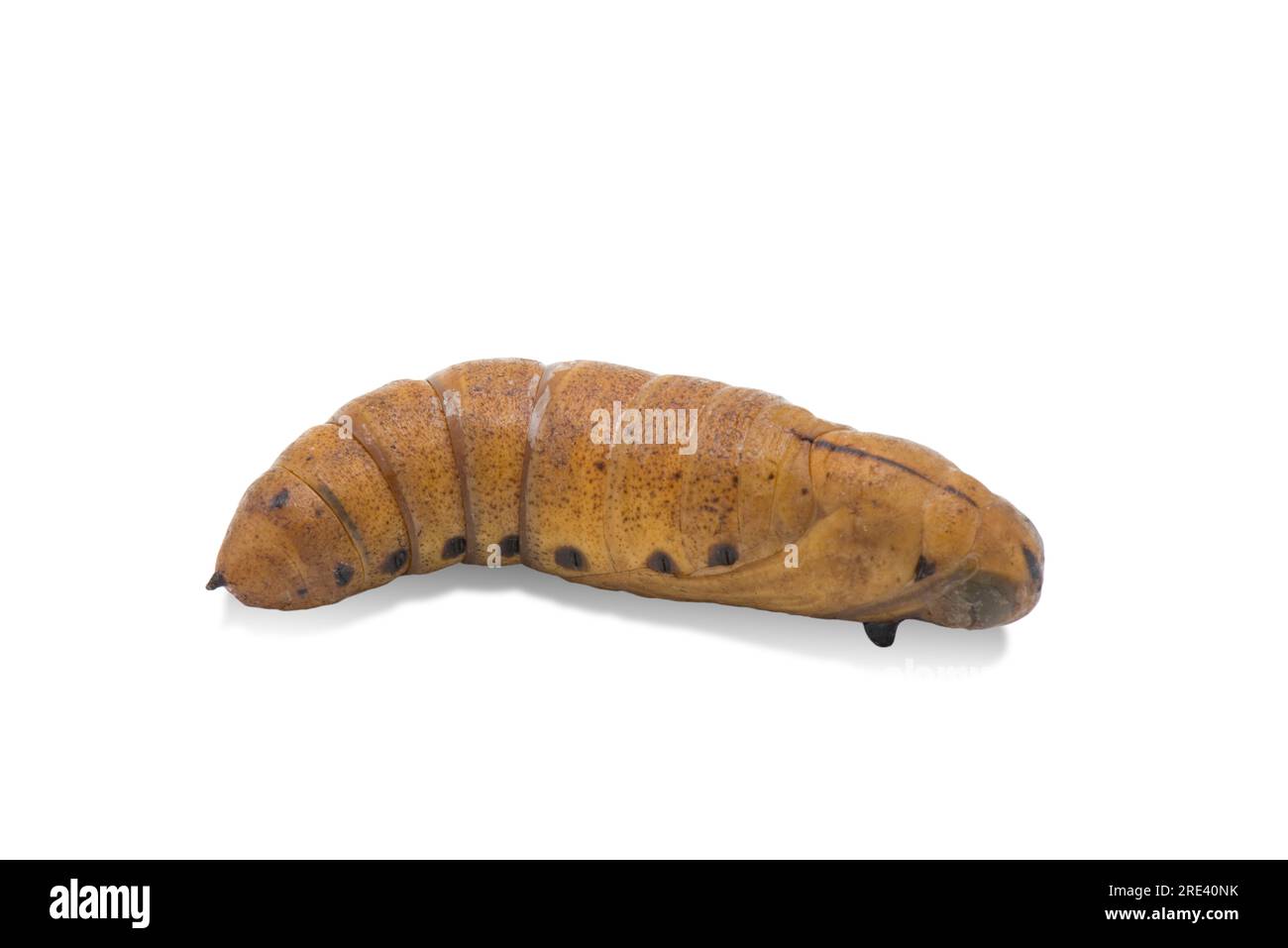 The larva of an oleander hawk moth hi-res stock photography and images ...