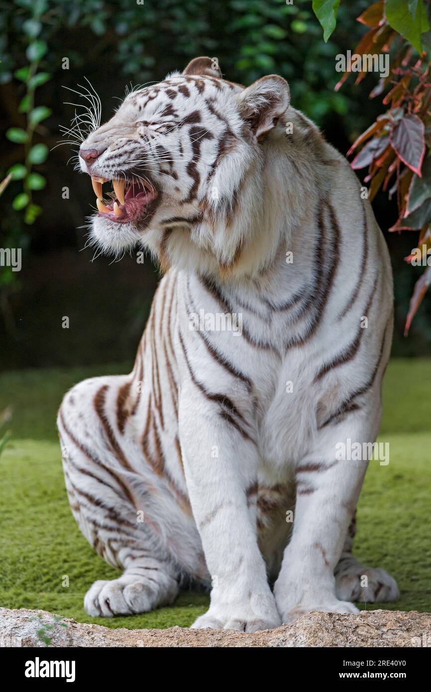 Tiger conservation hi-res stock photography and images - Alamy