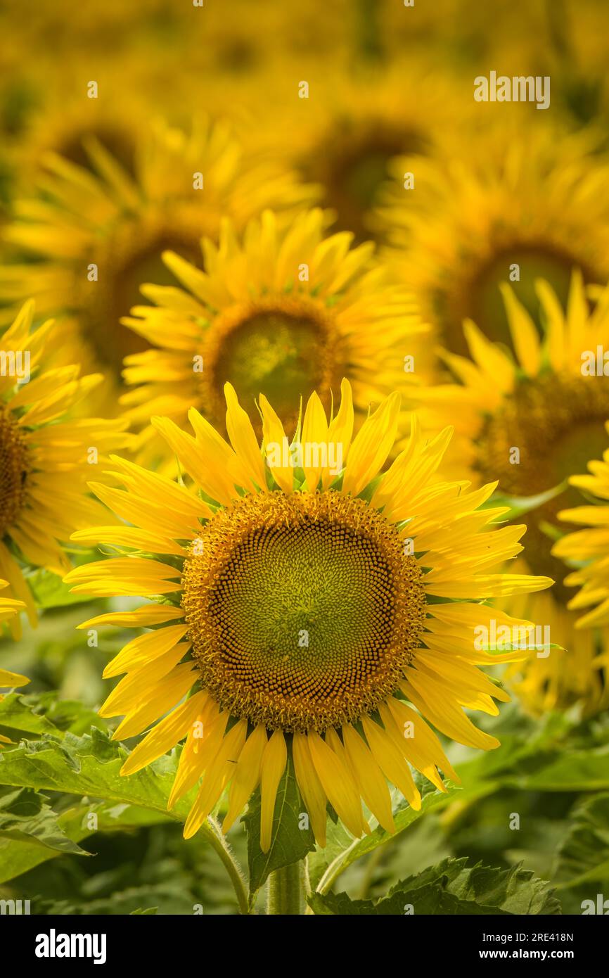 A lone sunflower stands out in a field of yellow sunflowers growing in ...