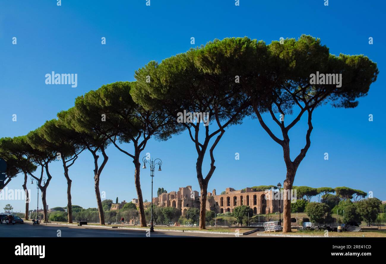 Rome, Lazio, Italy, A landscape with foro romano through umbrella trees ...