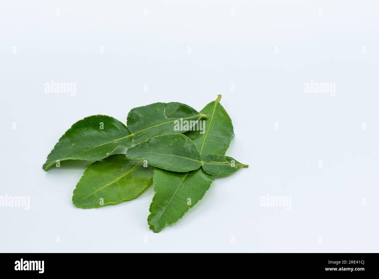 Kaffir lime leaves isolated with white background Stock Photo - Alamy