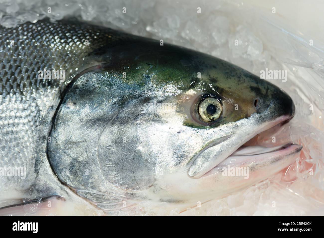 Fill Salmon are on sale in the fish market Stock Photo - Alamy