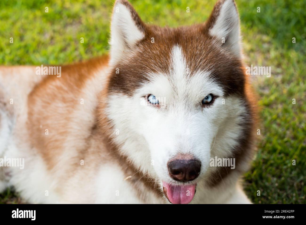 Dog lay down hi-res stock photography and images - Alamy