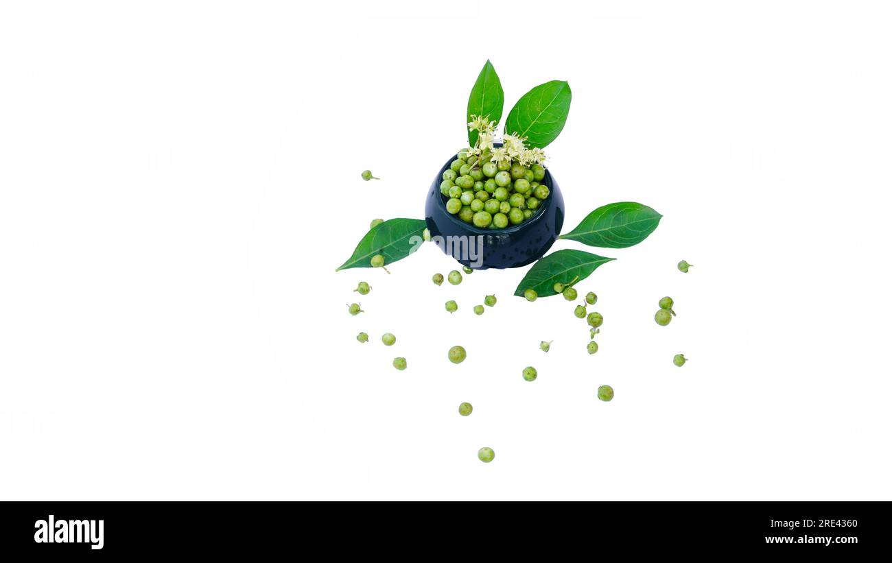 Fruits and leaves of henna plant, Lawsonia inermis raw fruits in a bowl ...